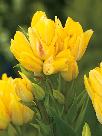 Tulpen (Tulip) 'Sunshine Club' | Blumenzwiebeln und Herbstrhizome ...
