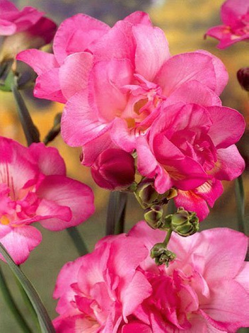 Fressie (Freesia double) gefüllt rosa | Blumenzwiebeln und ...