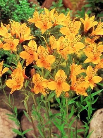 Inkalilie (Alstroemeria) 'Yellow Princess' 1 St. | Blumenzwiebeln und ...