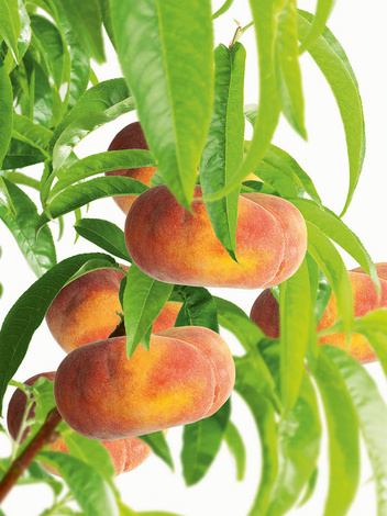 Pfirsich mit flachen Früchten (Prunus persica) | Bäumchen \ Obstbäumen ...