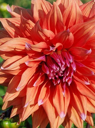 Dahlie (Dahlia) 'Colour Spectacle' | Blumenzwiebeln und ...