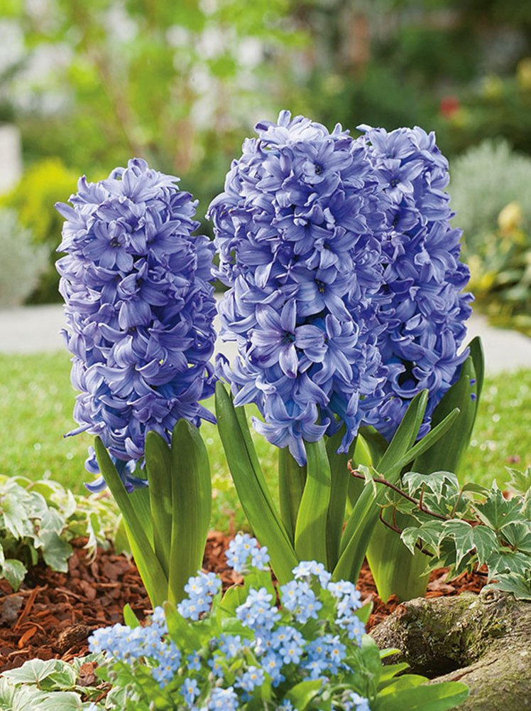 Hyazinthe (Hyacinthus) 'Delft Blue' | Blumenzwiebeln und Herbstrhizome ...