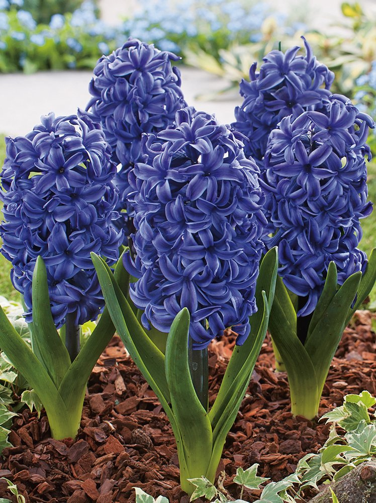 Hyazinthe (Hyacinthus) 'Peter Stuyvesant' | Blumenzwiebeln und ...