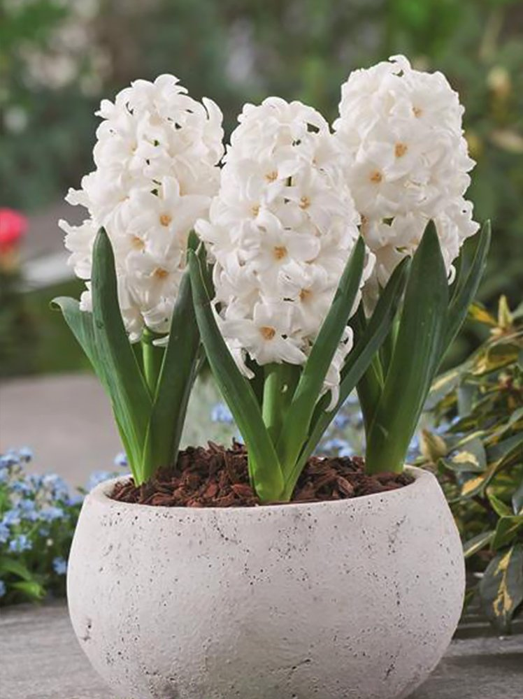 Hyazinthe (Hyacinthus) 'Top White' | Blumenzwiebeln und Herbstrhizome ...