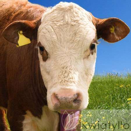 RINDERDUNG, gekörnter Naturdünger 5L | Dünger \ Bodendünger/Dung/Mist ...