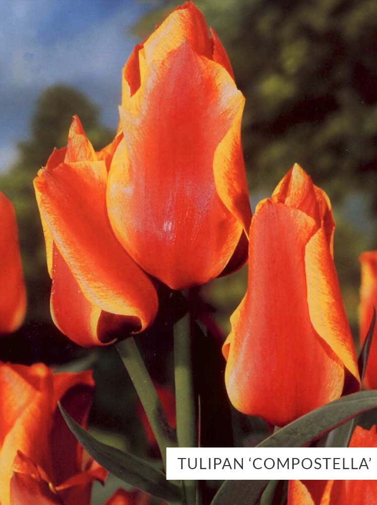 Strauß-Tulpen Satz 25 St. | Blumenzwiebeln und Herbstrhizome \ Tulpen (Tulipa) \ Strauß - Tulpen ...