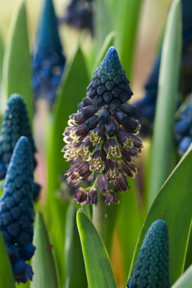 Traubenhyazinthen (Muscari) Paradoxum 5 St. | Blumenzwiebeln und ...