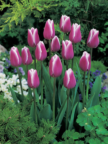 Tulpe (Tulipa) 'Synaeda Blue' | Blumenzwiebeln und Herbstrhizome ...